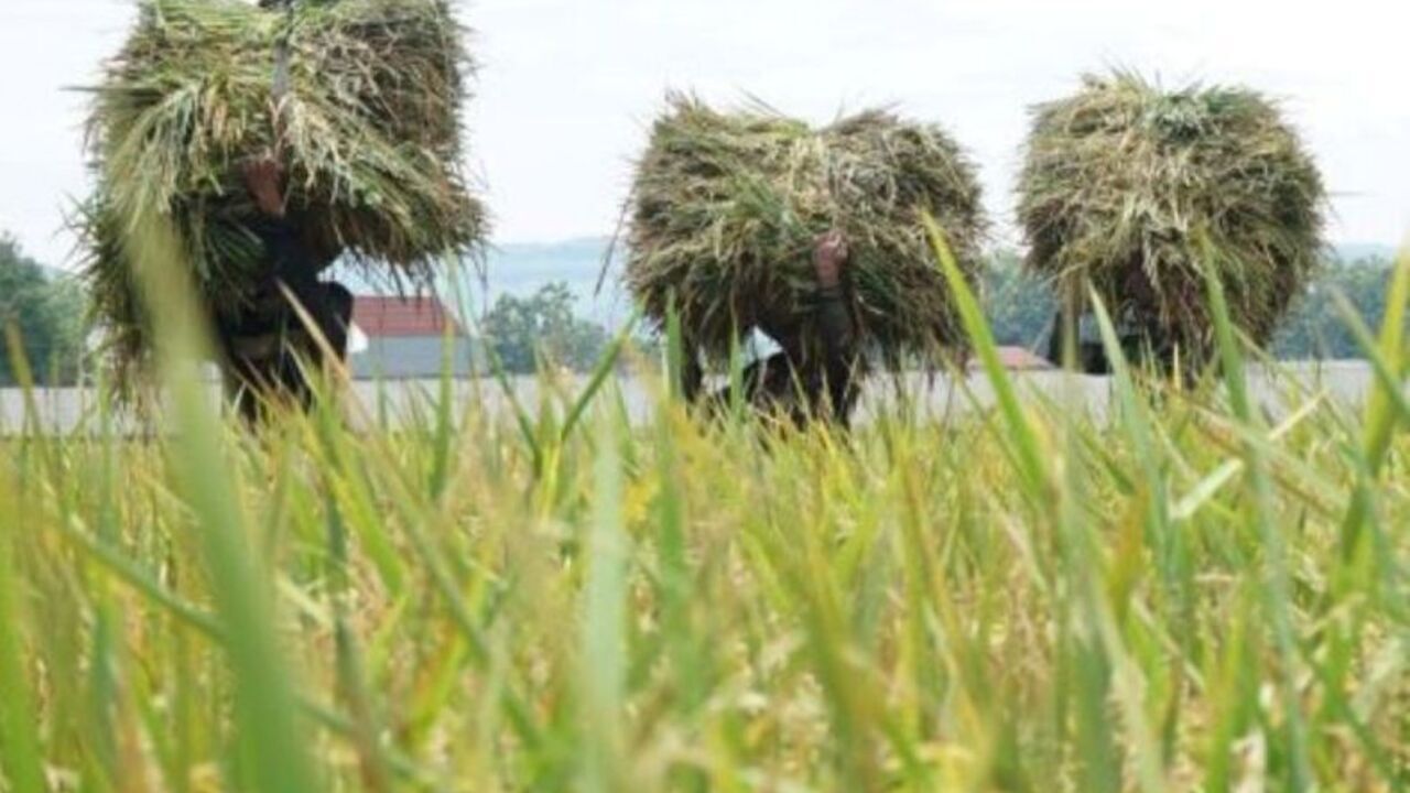 Jebakan Swasembada Beras dan Tantangan Ketahanan Pangan Nasional