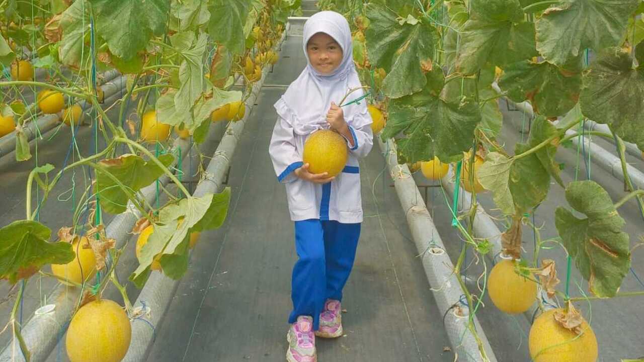 Wisata Edukasi Seru di Kebun Melon The Zafarm Palembang, Belajar Sambil ...