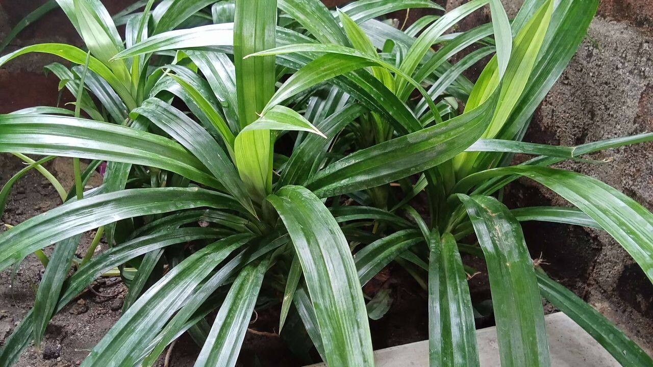 Daun Pandan: Aroma Alami dengan Segudang Manfaat untuk Kesehatan dan ...