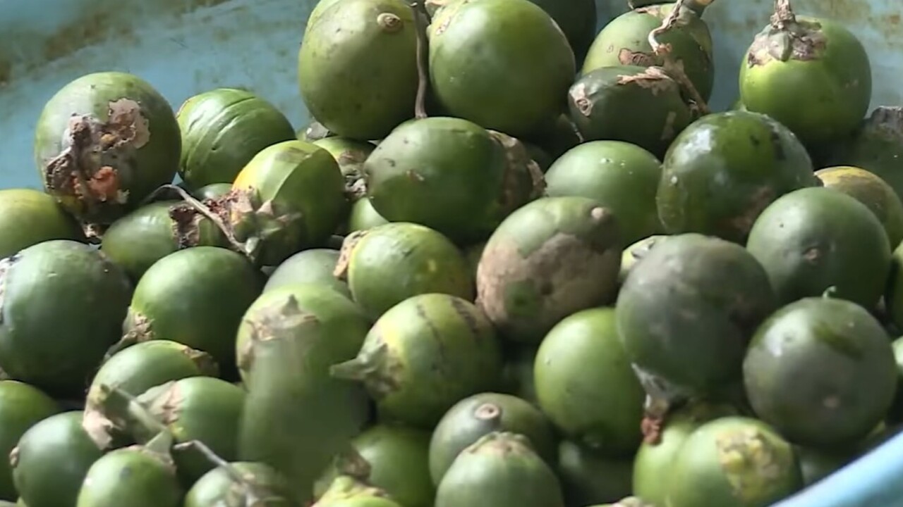 4 Provinsi Penghasil Buah Pinang Terbesar di Indonesia 2025: Juaranya ...