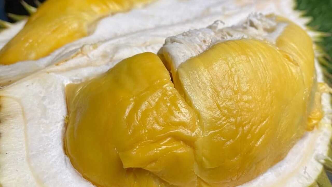 Beragam Jenis Durian dan Ciri Khas Rasa yang Membuatnya Istimewa