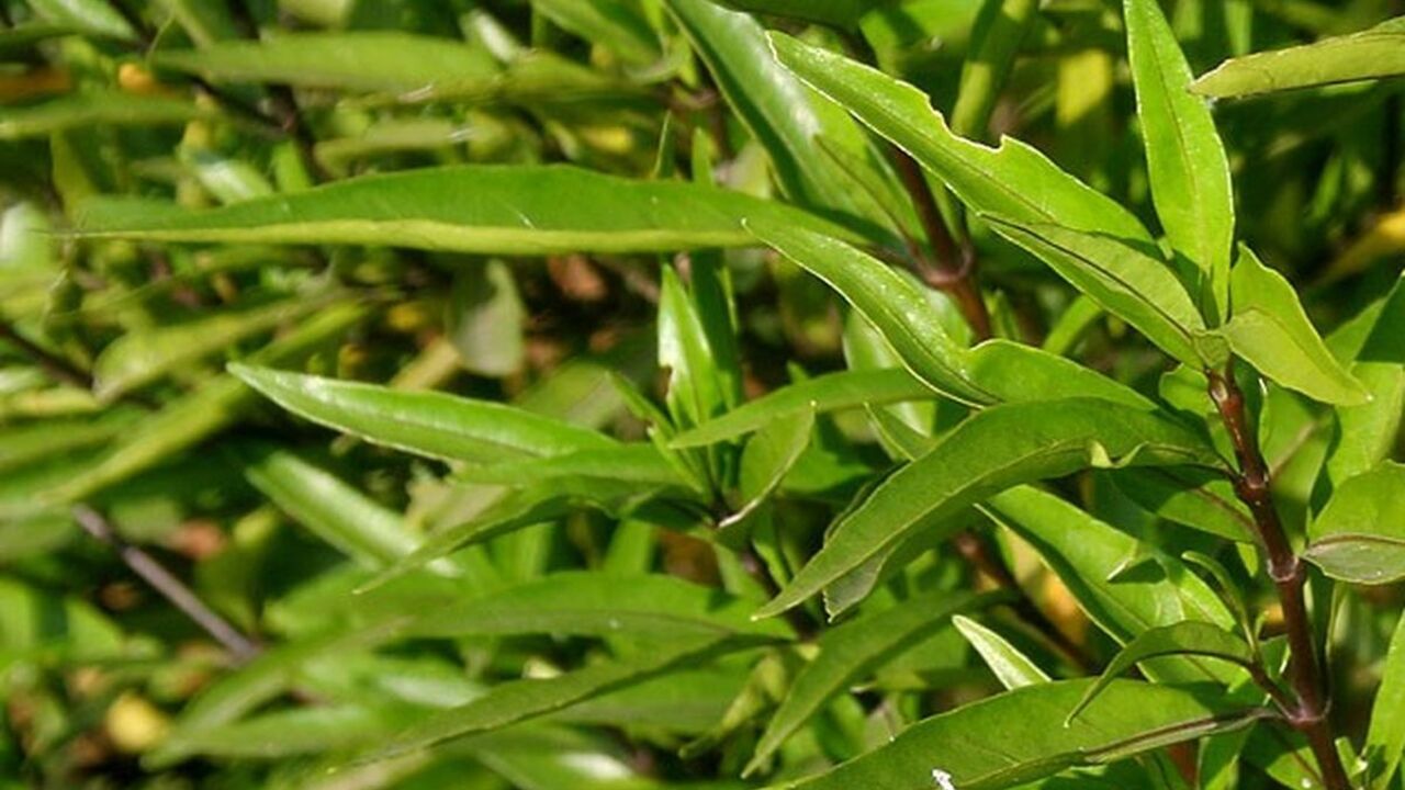 Daun Gandarusa Dapat Mengobati Bisul dan Patah Tulang