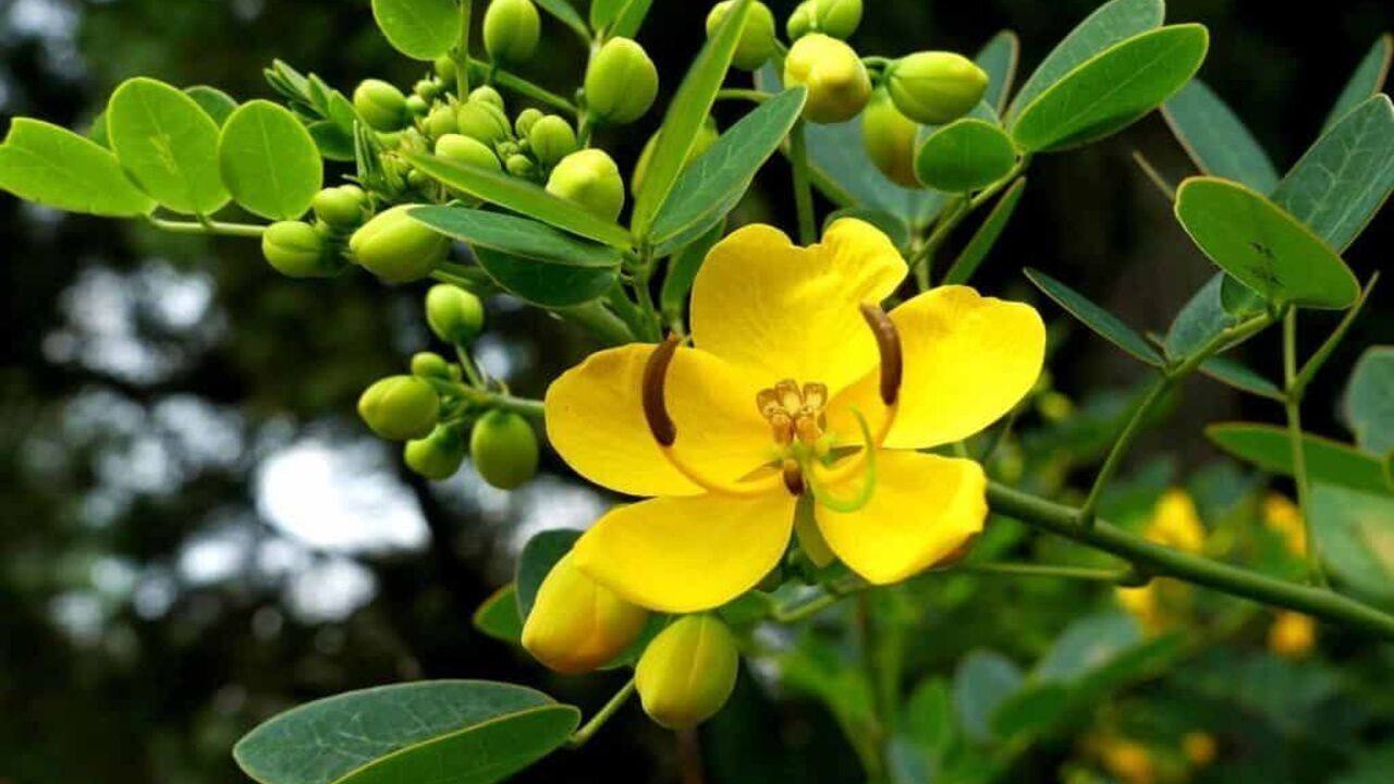 Cegah Obesitas dan Bersihkan Usus dengan Daun Senna