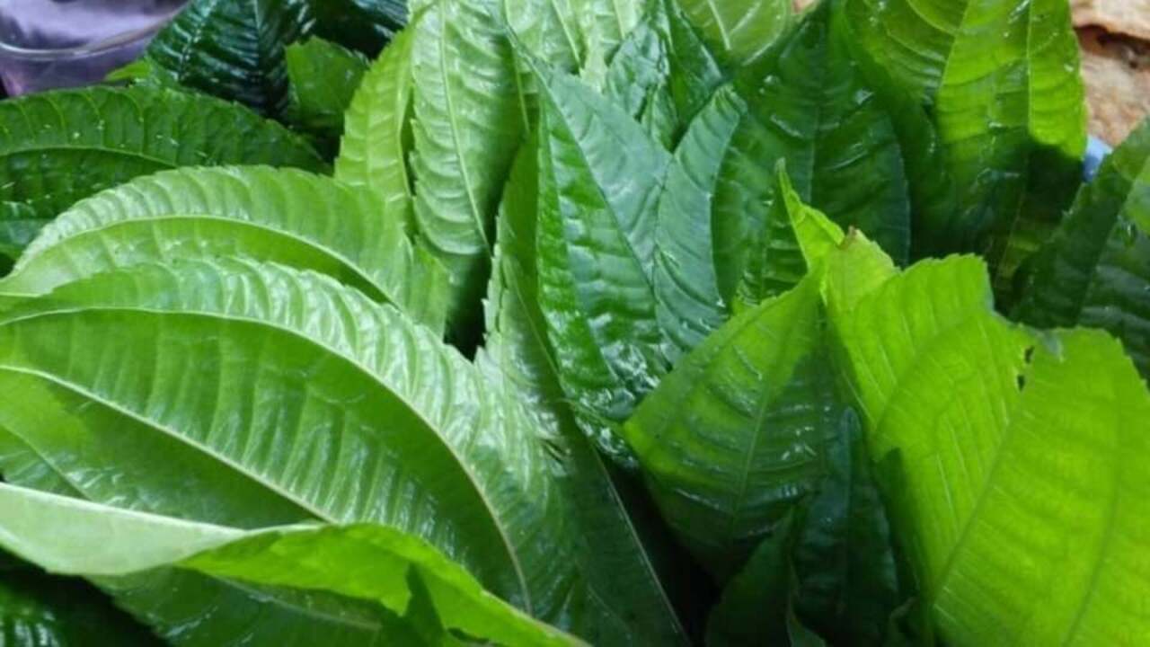 Obati Nyeri Otot, Nyeri Haid dan Sakit Pinggang dengan Daun Pohpohan