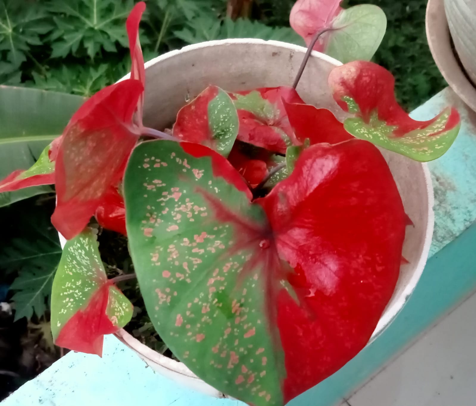 Diburu Saat Trend, Keladi Bukan Sekedar Bunga Hias Namun Punya Fungsi ...