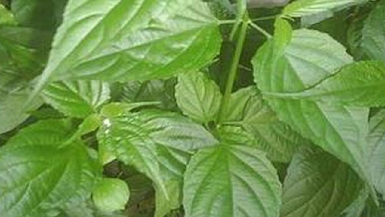 Obati Rematik dan Kencing Batu dengan Daun Dandang Gendhis